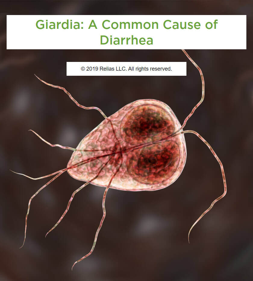 Giardia: A Common Cause of Diarrhea | RELIAS ACADEMY