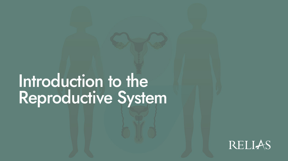 Introduction to the Reproductive System | Relias Academy